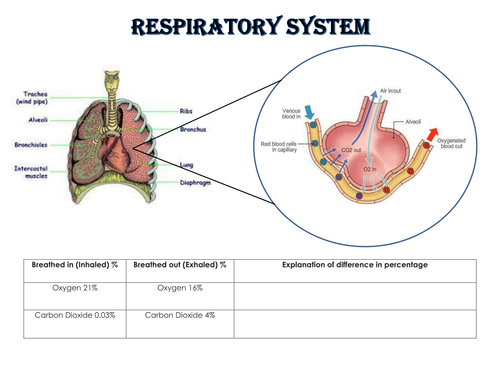 Edexcel GCSE PE (2012 spec) Respiratory System resources | Teaching ...
