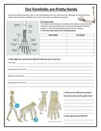 Pentadactyl Limb | Teaching Resources