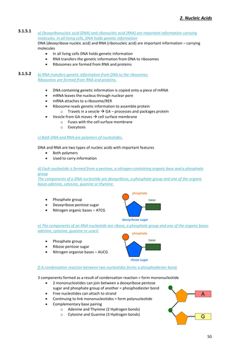 AQA Biology Nucleic Acids Notes for new spec | Teaching Resources