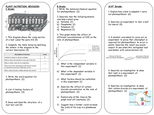 Year 11 Biology - Plant Nutrition Revision Graded worksheet (with ...