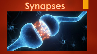 NEW OCR Biology A 5.3.5-6 Synapses | Teaching Resources