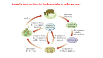 Nitrogen Cycle Full Lesson | Teaching Resources