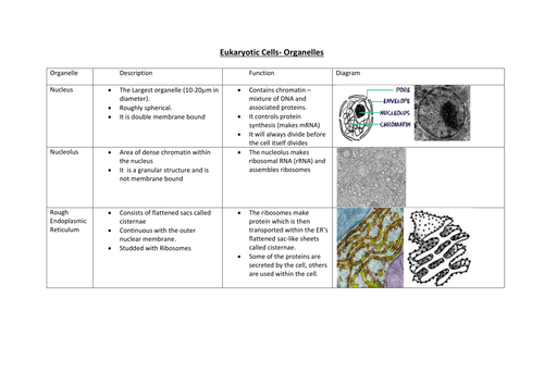 Eukaryotic Cells | Teaching Resources