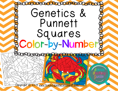 Genetics and Punnett Squares Color-by-Number | Teaching Resources