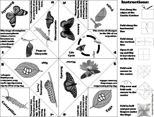 Life Cycle of a Butterfly | Teaching Resources
