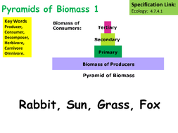 New AQA GCSE Biology Trophic Levels Lesson | Teaching Resources