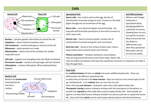 Cells Revision Sheet (new AQA) | Teaching Resources