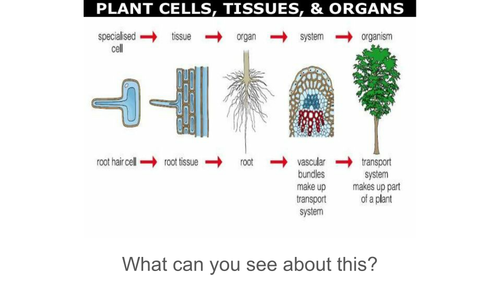 Plant Cells, Tissues and Organs: writing descriptions | Teaching Resources