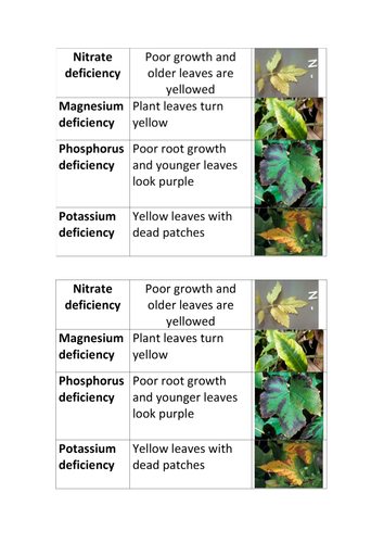 Plant minerals - complete lesson (KS3) | Teaching Resources