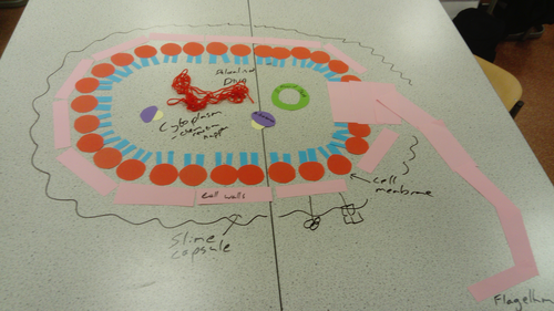 A Level Biology Plant & Animal Pathogens Lesson | Teaching Resources