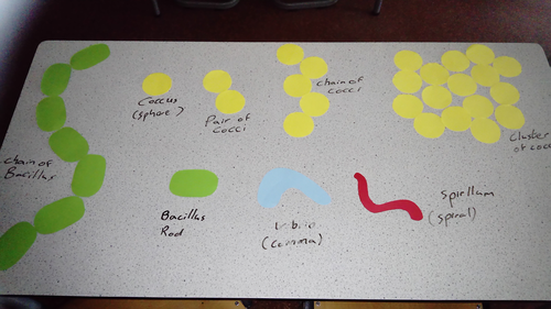 A Level Biology Plant & Animal Pathogens Lesson | Teaching Resources