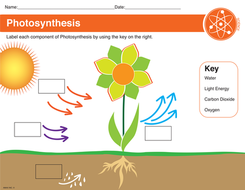 Science (Plants) - Photosynthesis by stephgrimes86 - Teaching Resources ...