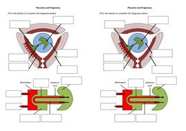 Pregnancy | Teaching Resources