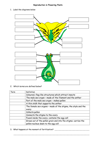 Plant Reproduction | Teaching Resources