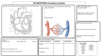 2017 NEW AQA B4 Circulation and Transpiration | Teaching Resources