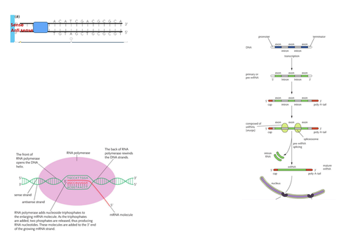 DNA Transcription | Teaching Resources