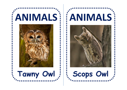 OWLS TEACHING RESOURCES - ANIMALS BIRDS NOCTURNAL SCIENCE LITERACY ...