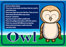 OWLS TEACHING RESOURCES - ANIMALS BIRDS NOCTURNAL SCIENCE LITERACY ...