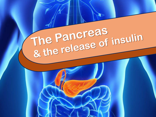 NEW OCR Biology A 5.4.3 The Pancreas and release of Insulin | Teaching ...