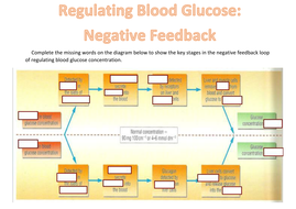 NEW OCR Biology A 5.4.4 Regulating Blood Glucose | Teaching Resources