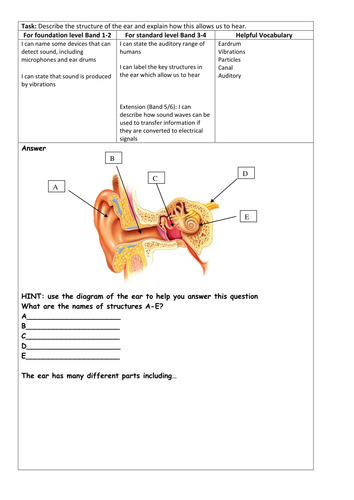 Sound and Hearing Differentiated Assessment | Teaching Resources