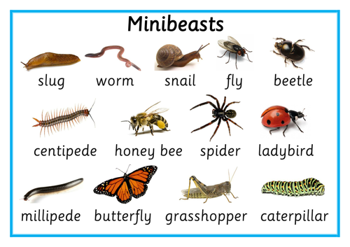 Minibeasts Poster/flash cards/matching game - EYFS/Understanding the ...