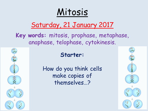 AS Mitosis | Teaching Resources
