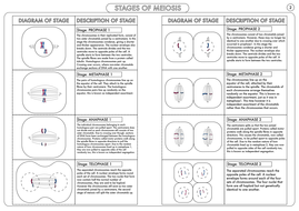 Biology A Level Poster Pack on Cell Division: Mitosis and Meiosis by ...