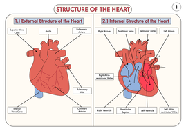 A Level Biology Heart Structure Poster | Teaching Resources