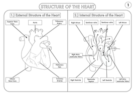 A Level Biology Heart Structure Poster | Teaching Resources