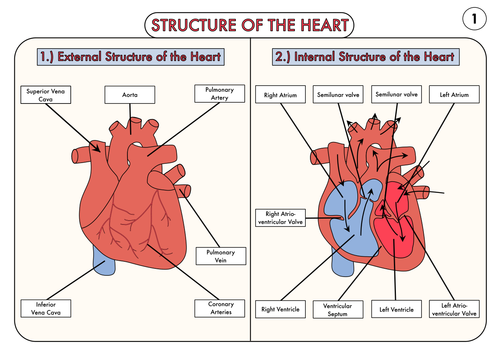 A Level Biology Bundle on the Heart and Circulation | Teaching Resources
