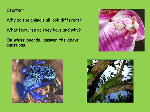 Adaptations in the rainforest | Teaching Resources