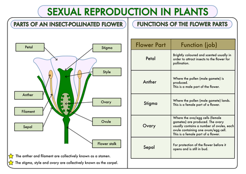 GCSE Plant Biology Posters | Teaching Resources