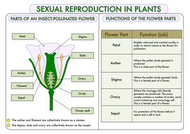 GCSE Plant Biology Posters | Teaching Resources