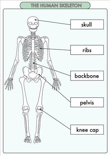 Science Bundle: Living Processes for Years 3 and 4 | Teaching Resources