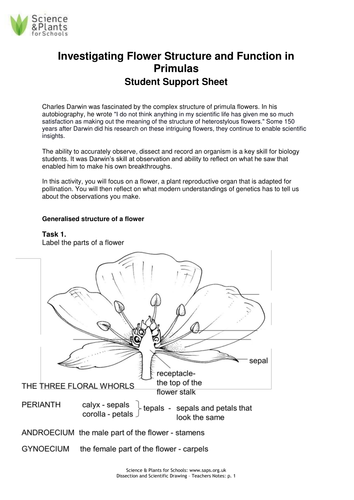 A-level set practicals - investigating flower structure and function in ...