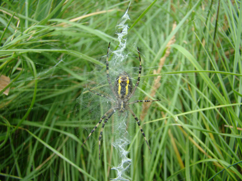Minibeasts: Spiders | Teaching Resources