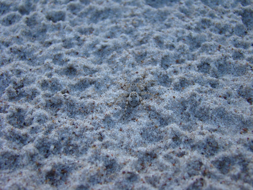 Minibeasts: Spiders | Teaching Resources