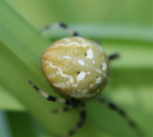 Minibeasts: Spiders | Teaching Resources