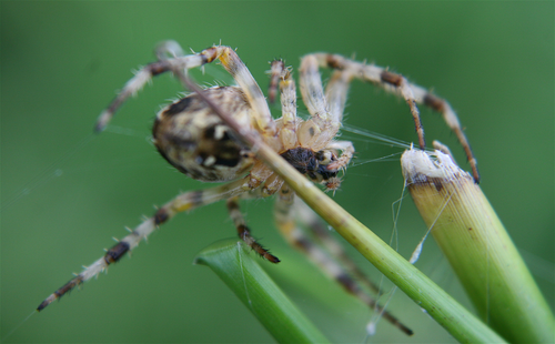 Minibeasts: Spiders | Teaching Resources