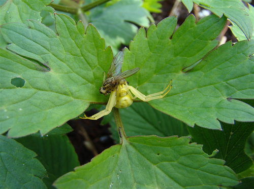 Minibeasts: Spiders | Teaching Resources