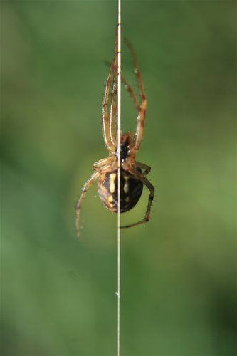 Minibeasts: Spiders | Teaching Resources