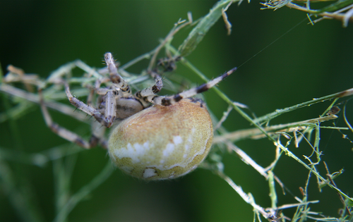 Minibeasts: Spiders | Teaching Resources