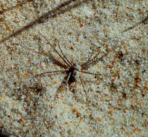 Minibeasts: Spiders | Teaching Resources