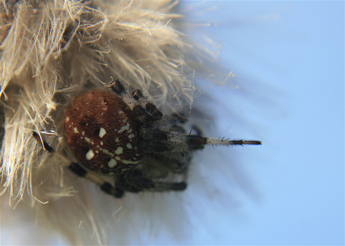 Minibeasts: Spiders | Teaching Resources