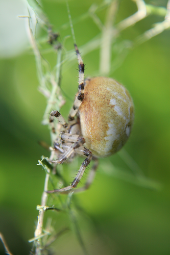 Minibeasts: Spiders | Teaching Resources