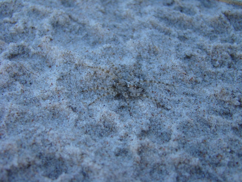 Minibeasts: Spiders | Teaching Resources