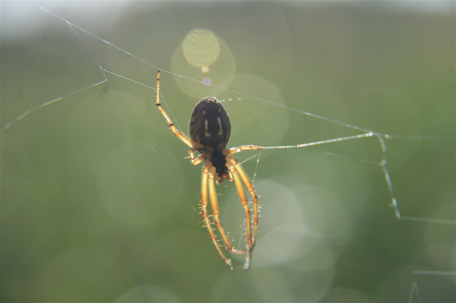Minibeasts: Spiders | Teaching Resources