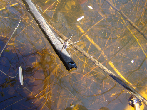 Minibeasts: Spiders | Teaching Resources