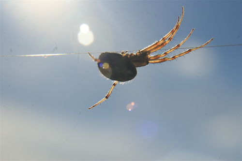 Minibeasts: Spiders | Teaching Resources